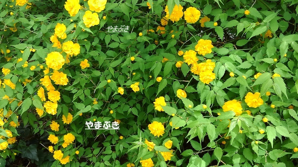 句会にご婦人ふたり、初参加: 麦の雨