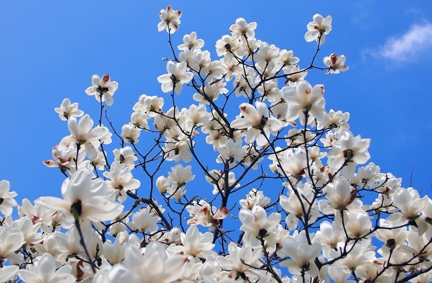 読売新聞「時代の証言者」橋幸夫: 麦の雨