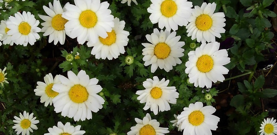 読売俳壇 4月22日: 麦の雨